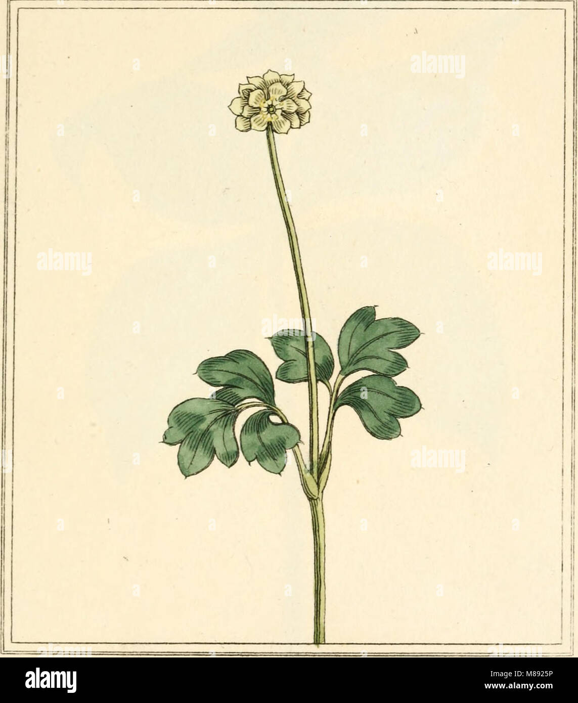 Elements of the Science of Botany (1812) presents the foundational ...