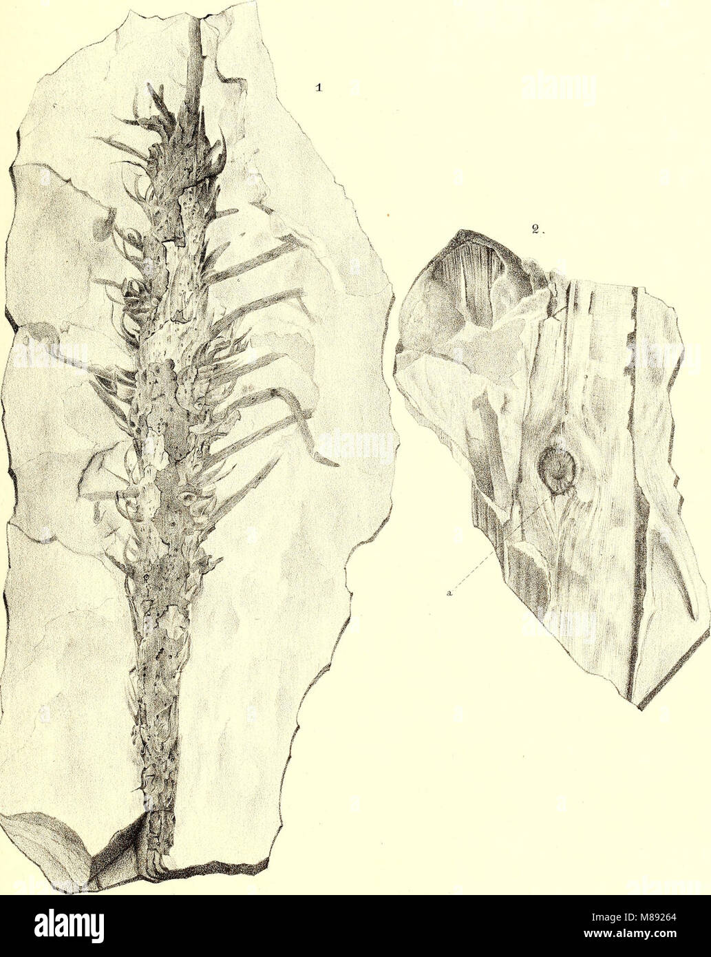 Die fossile Flora der Permischen Formation (1864) (20293741494 Stock ...