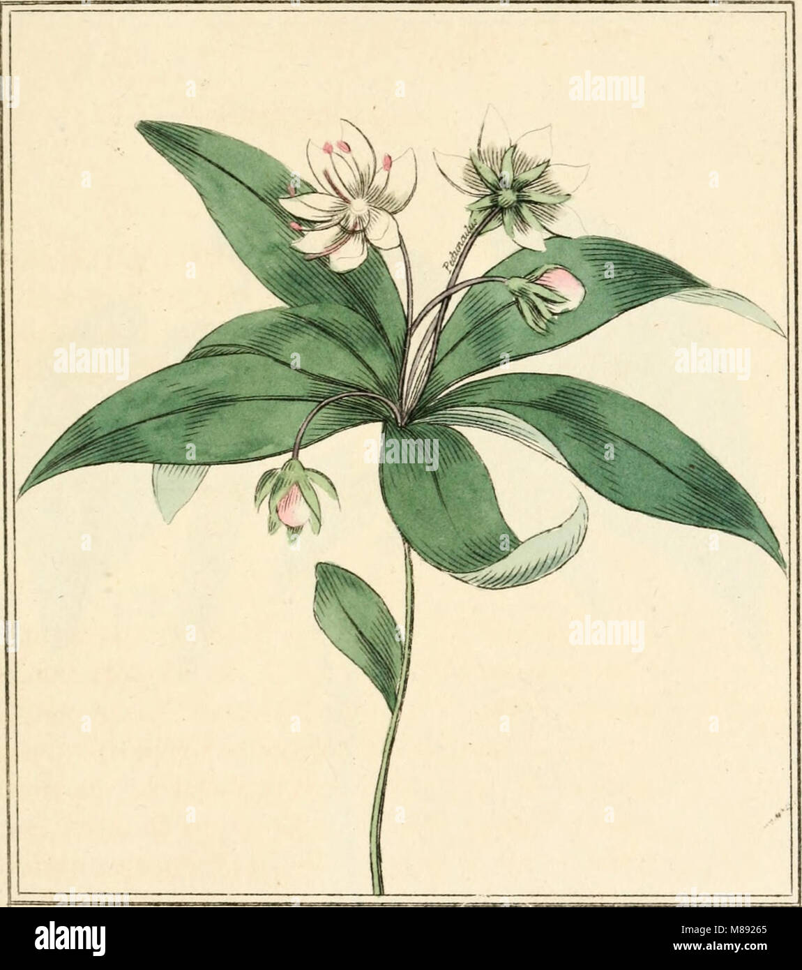 The 1812 Text Elements Of The Science Of Botany By Linnaeus Outlines His Botanical