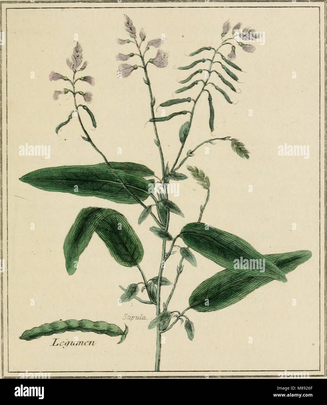 This 1812 text outlines Linnaeus's contributions to botany, focusing on ...