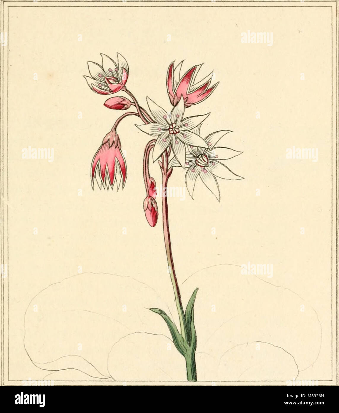 Elements Of The Science Of Botany 1812 Outlines Carl Linnaeus Classification System For