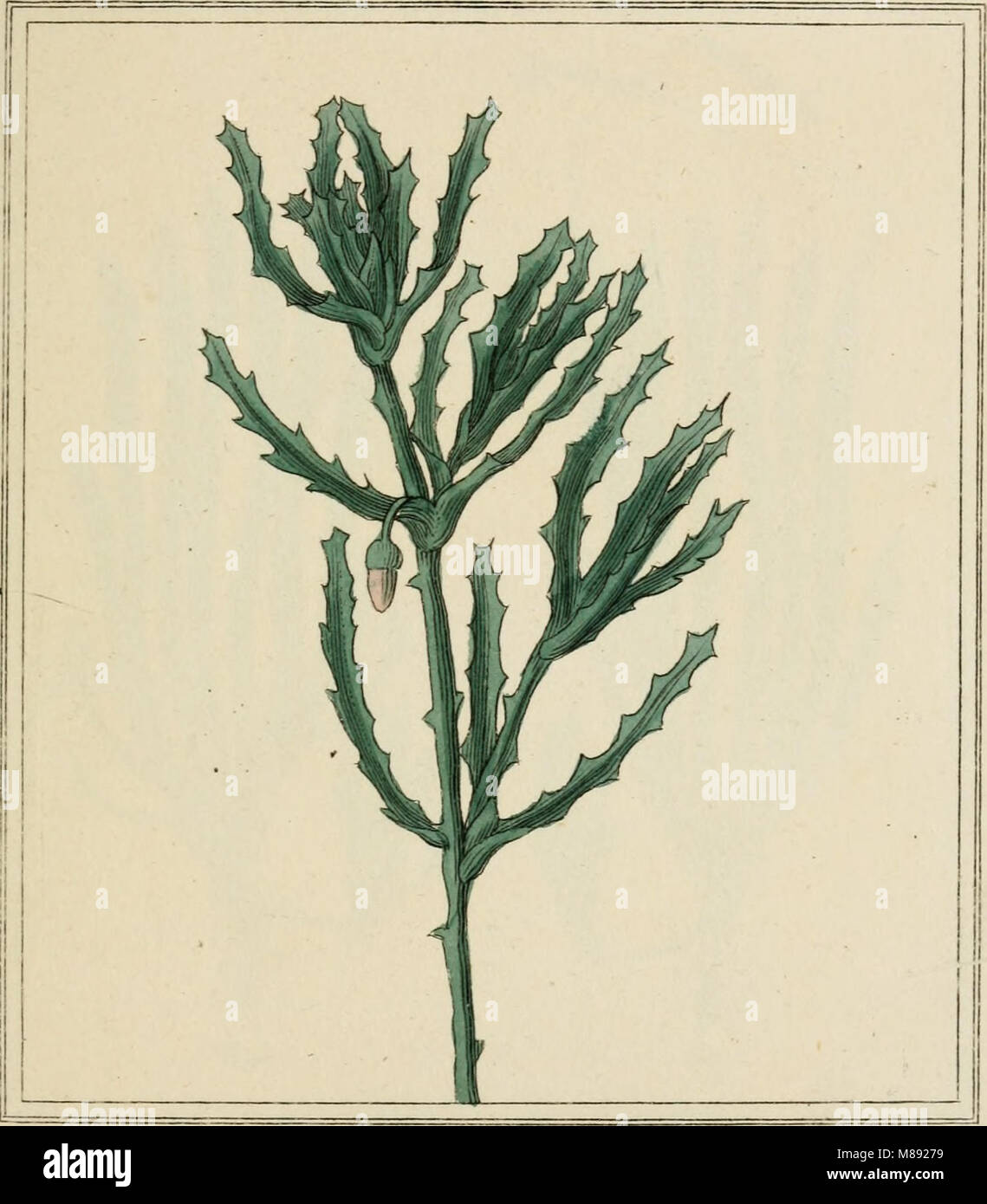 This 1812 work outlines the principles of botany according to Linnaeus ...