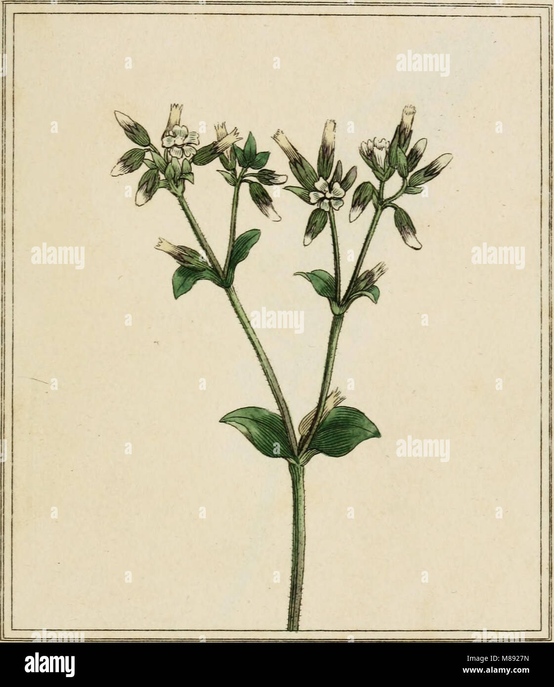 An 1812 Work Detailing Linnaeus System Of Botany Including Examples To Demonstrate The