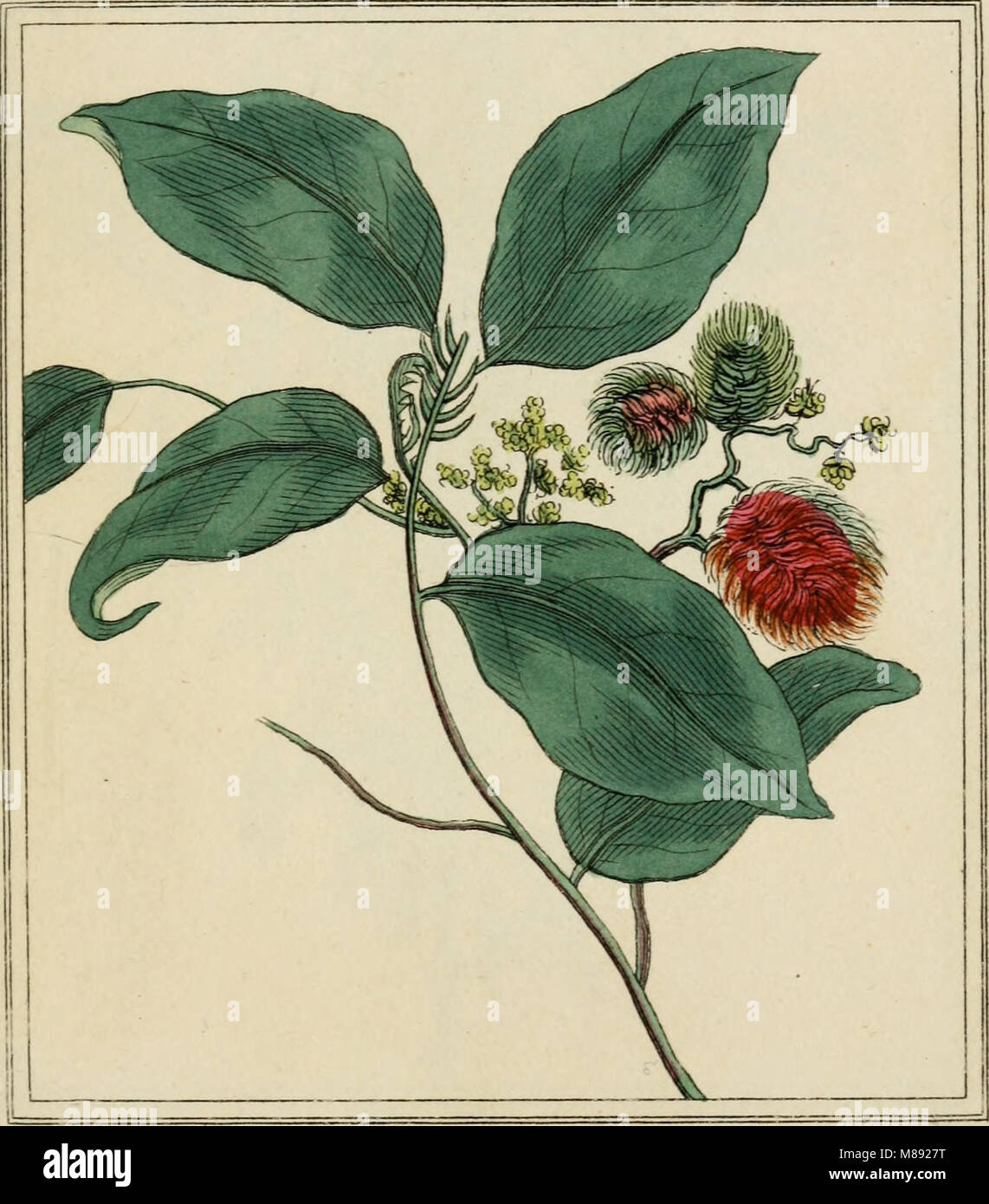 This 1812 Book Outlines The Principles Of Botany According To Linnaeus System Providing