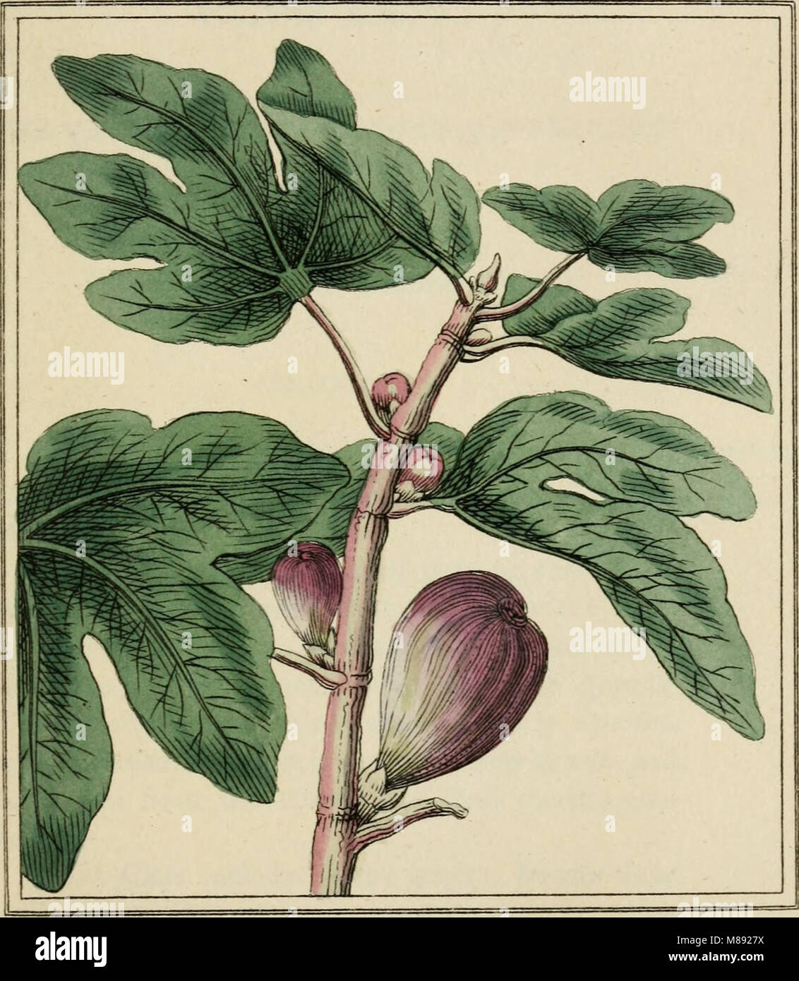 Published In 1812 This Work Provides An Introduction To Linnaeus System Of Botanical