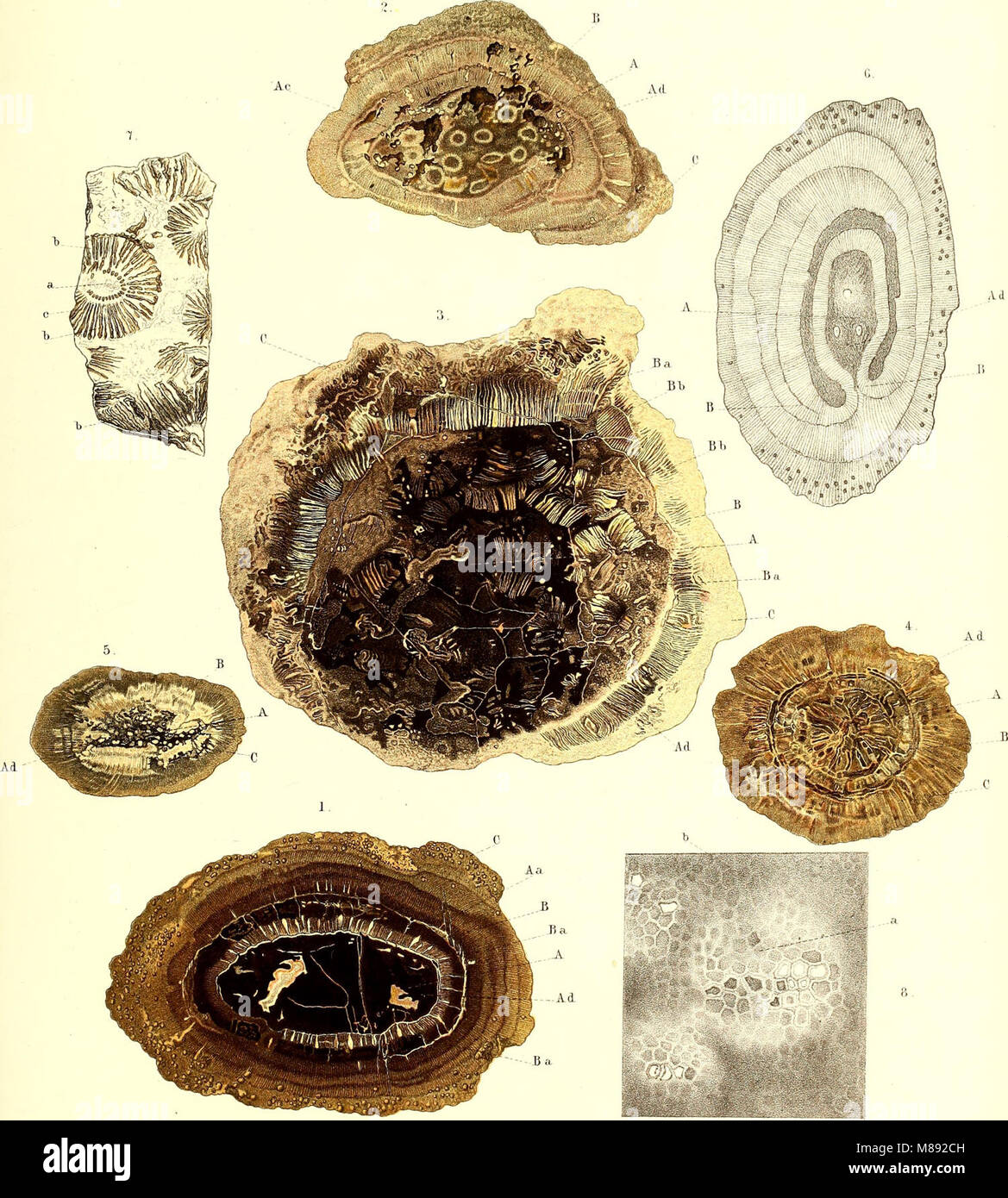 Dominated the permian period hi-res stock photography and images - Alamy