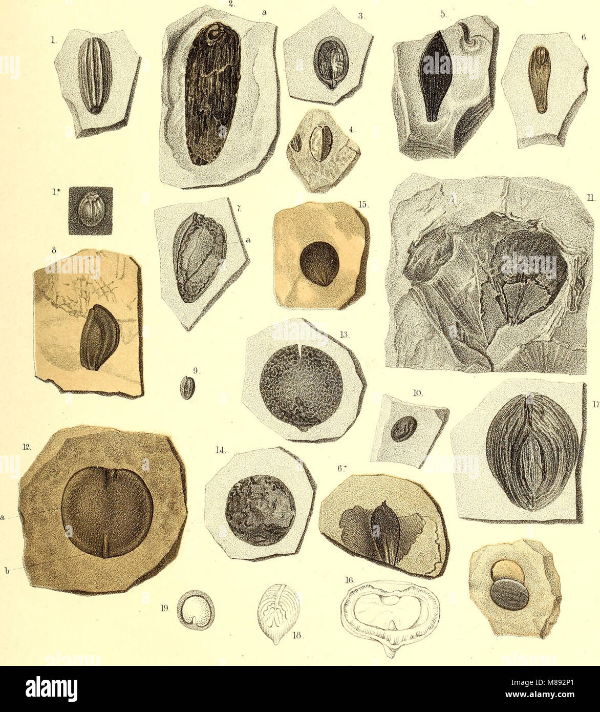 The 1864 work 'Die fossile Flora der Permischen Formation' details the ...