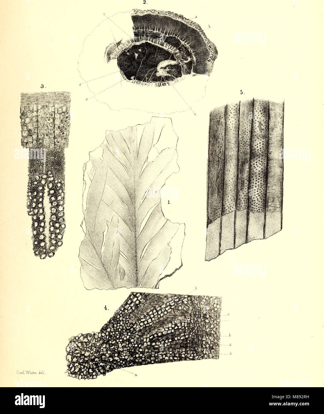 'Die fossile Flora der Permischen Formation' (1864) is a scientific ...
