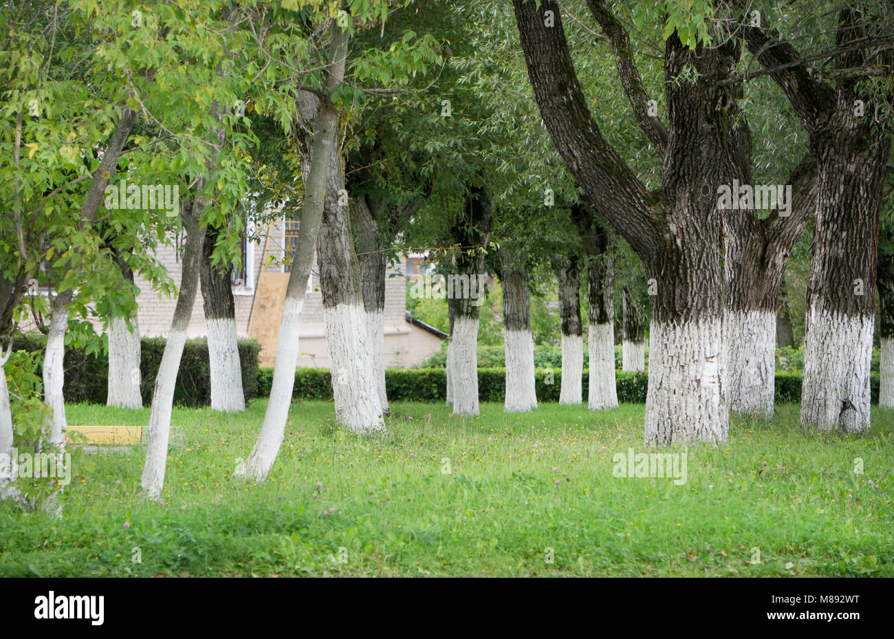 Lush green trees on white hi-res stock photography and images - Alamy