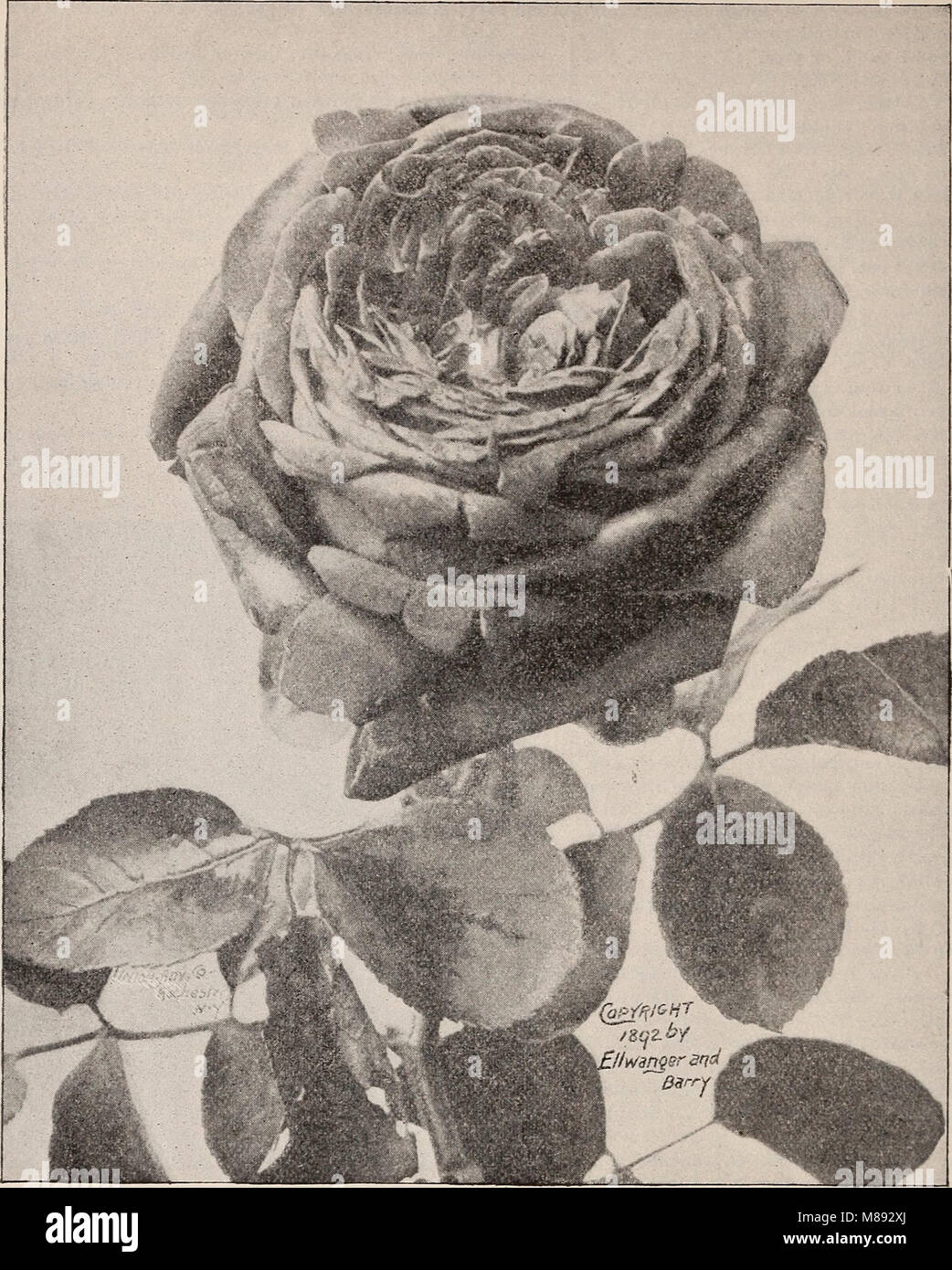 This 1892 catalogue from Ellwanger and Barryâ€™s Mount Hope Nurseries ...