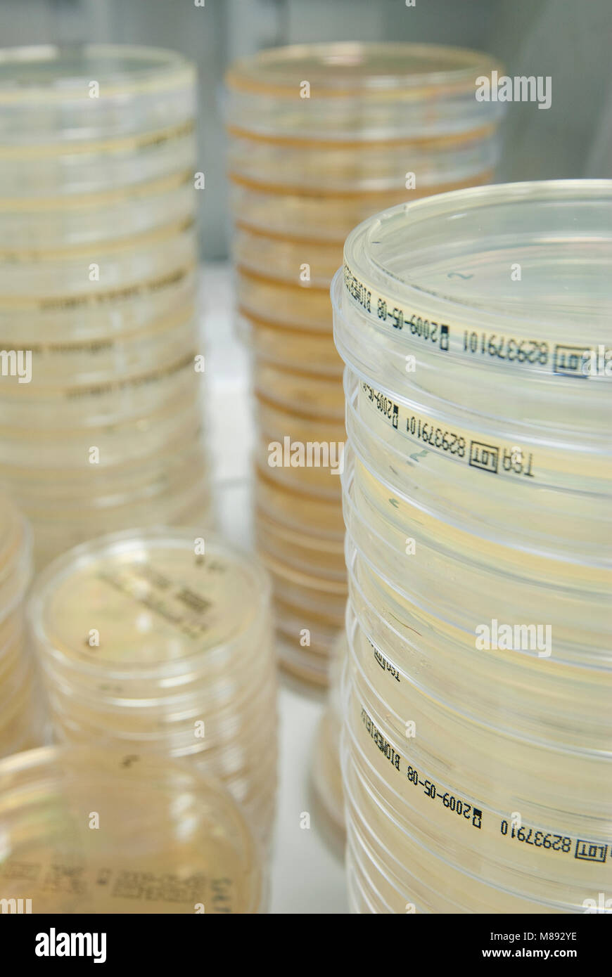 Petri dishes, laboratory cultures Stock Photo - Alamy