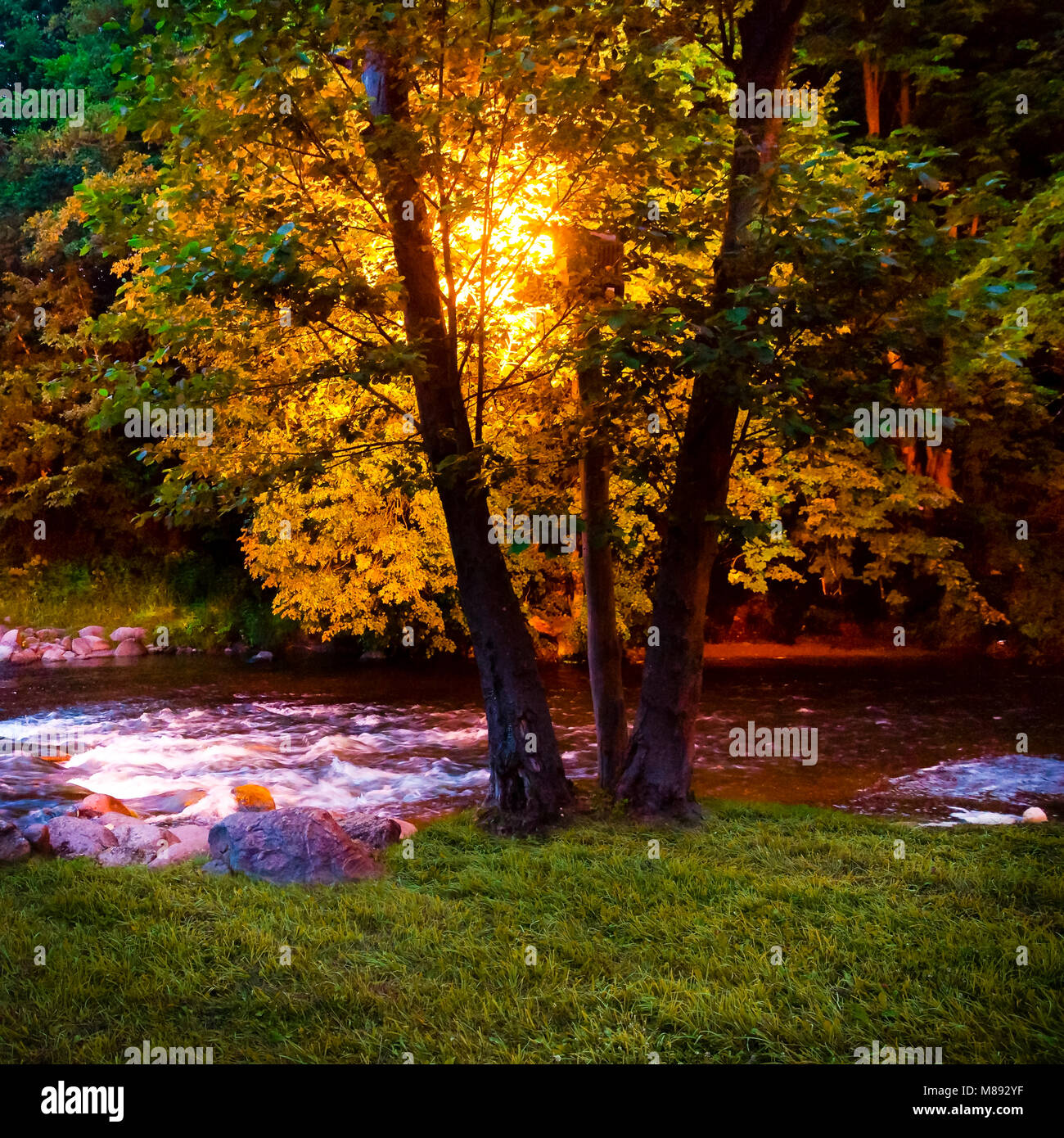 Night park scenery showing flowing river and trees illuminated by ...