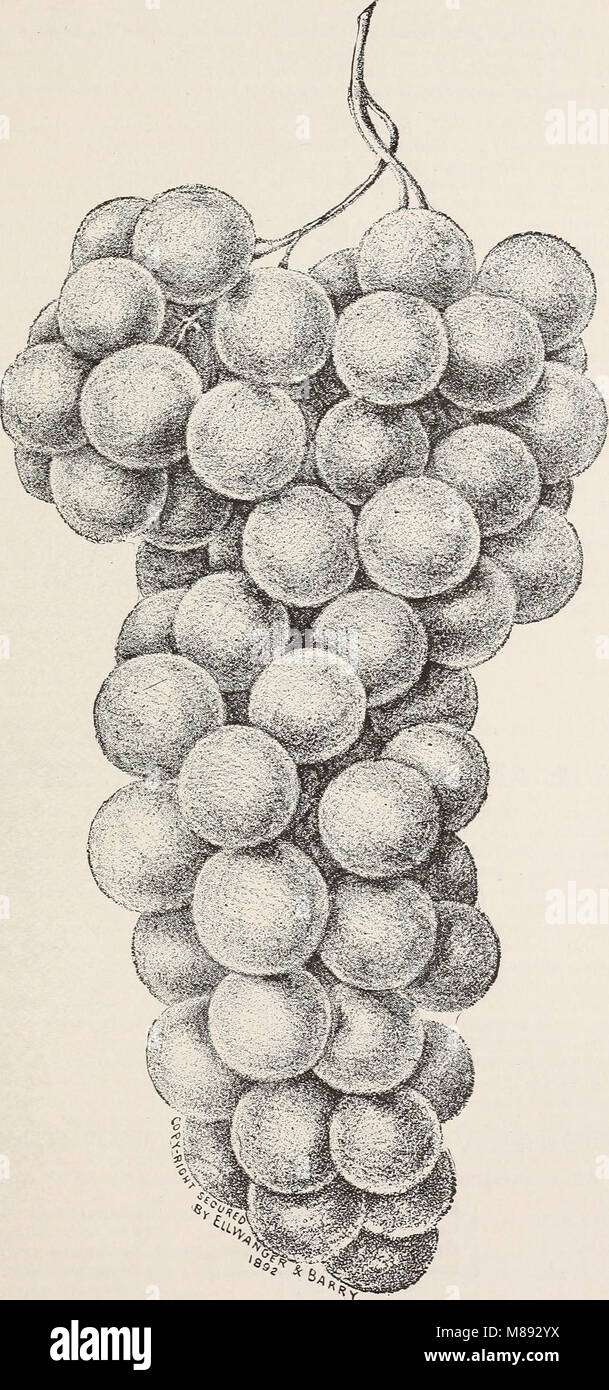 This 1893 catalog from Ellwanger and Barryâ€™s Mount Hope Nurseries ...