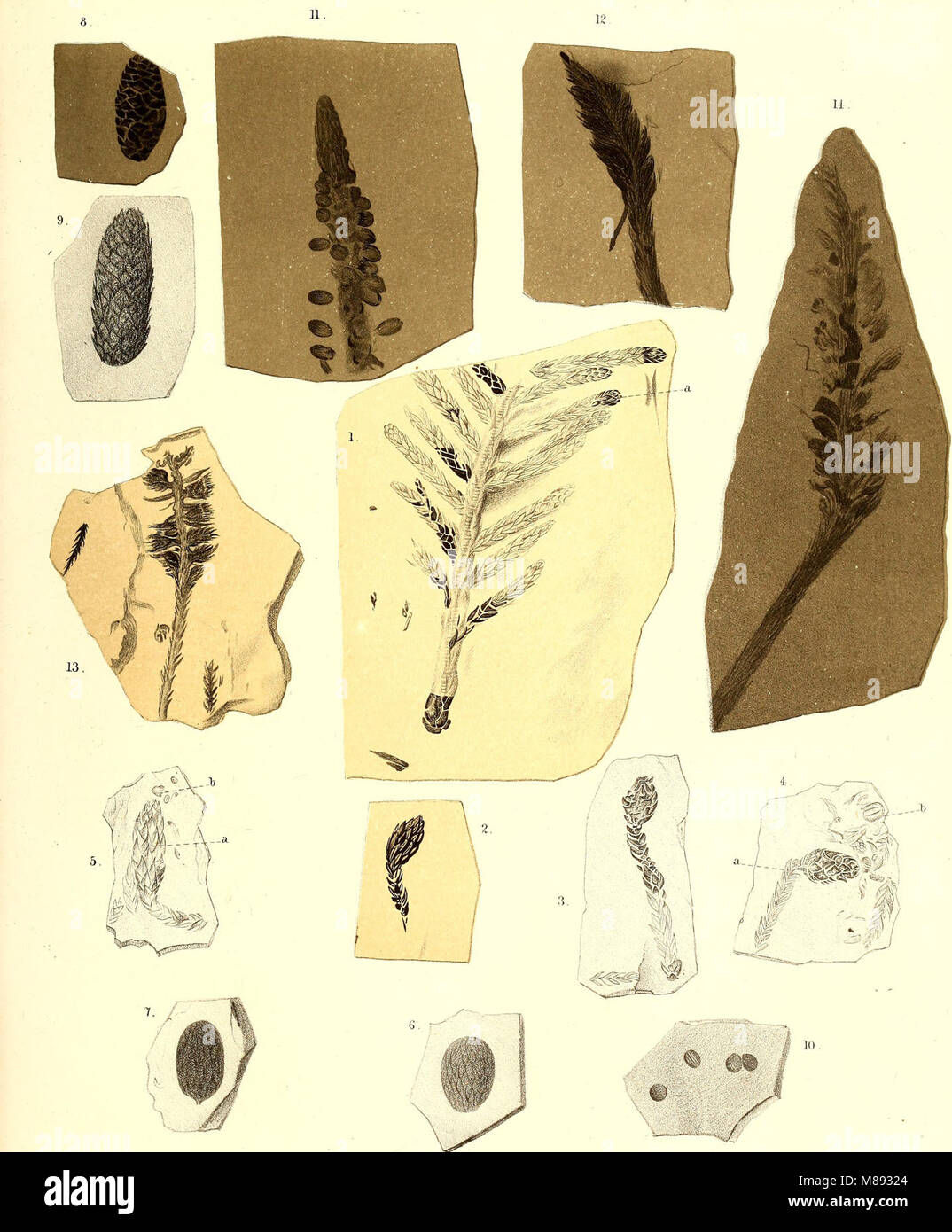 Die fossile Flora der Permischen Formation (1864) (20890043676 Stock ...