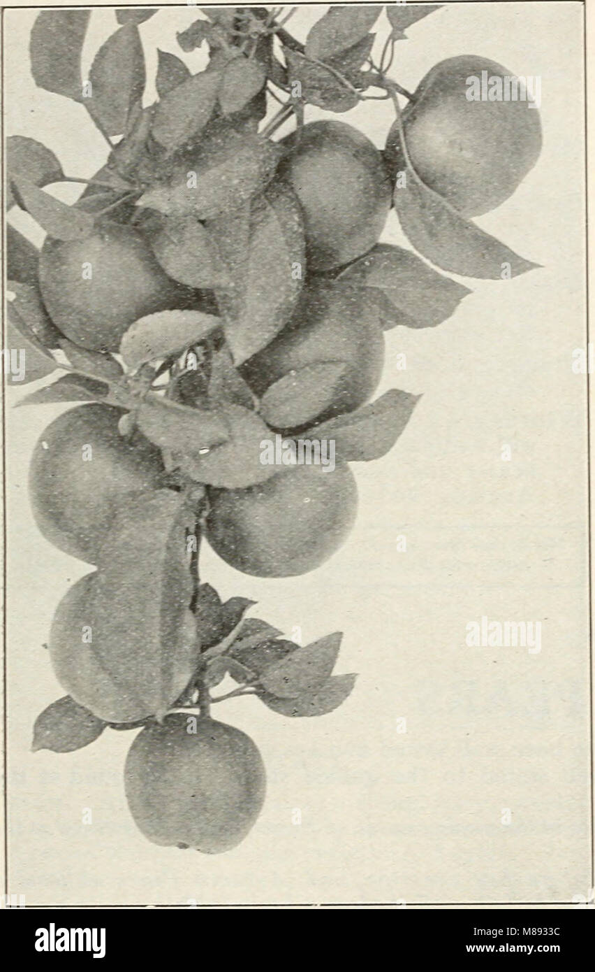 The 'Ellwanger and Barry Mt Hope Nurseries 1916' catalog features a ...