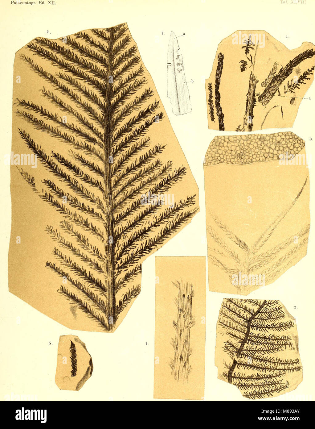Die fossile Flora der Permischen Formation (1864) (20916318275 Stock ...