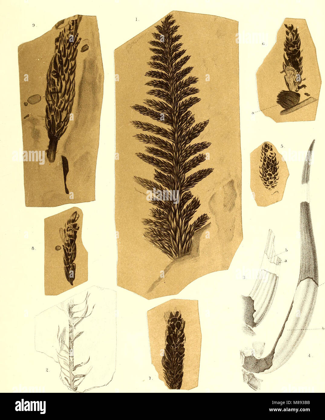 This 1864 work discusses the fossil flora of the Permian Formation ...