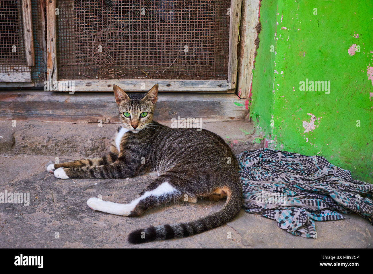 Kenya, Lamu island, Lamu town, Unesco world heritage, street cats Stock ...