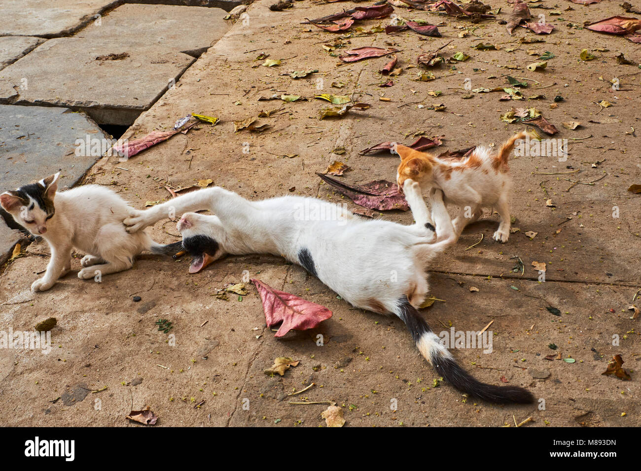 Kenya, Lamu island, Lamu town, Unesco world heritage, street cats Stock ...