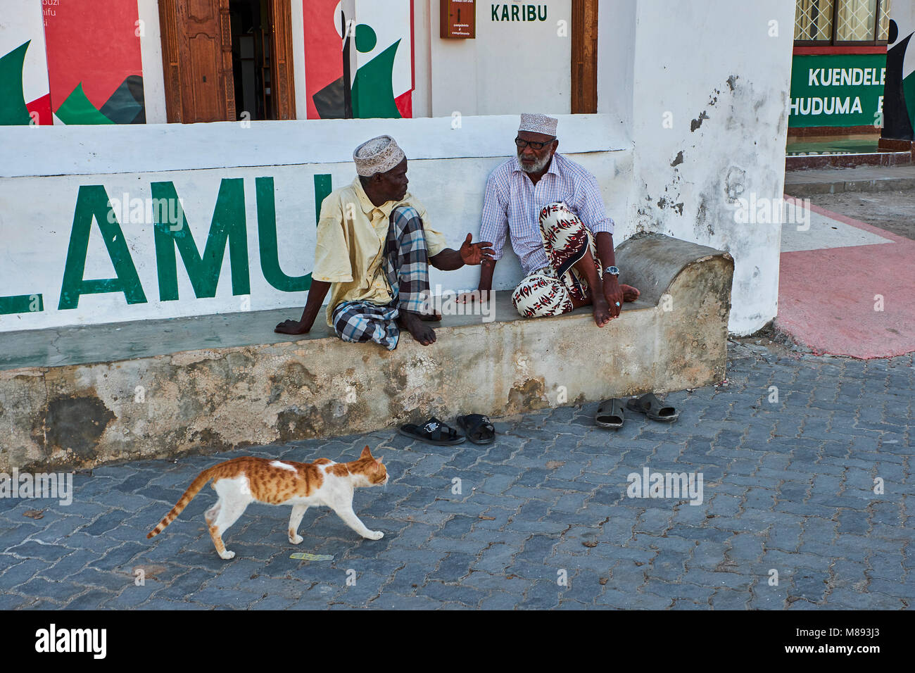Kenya, Lamu island, Lamu town, Unesco world heritage, street cats Stock ...