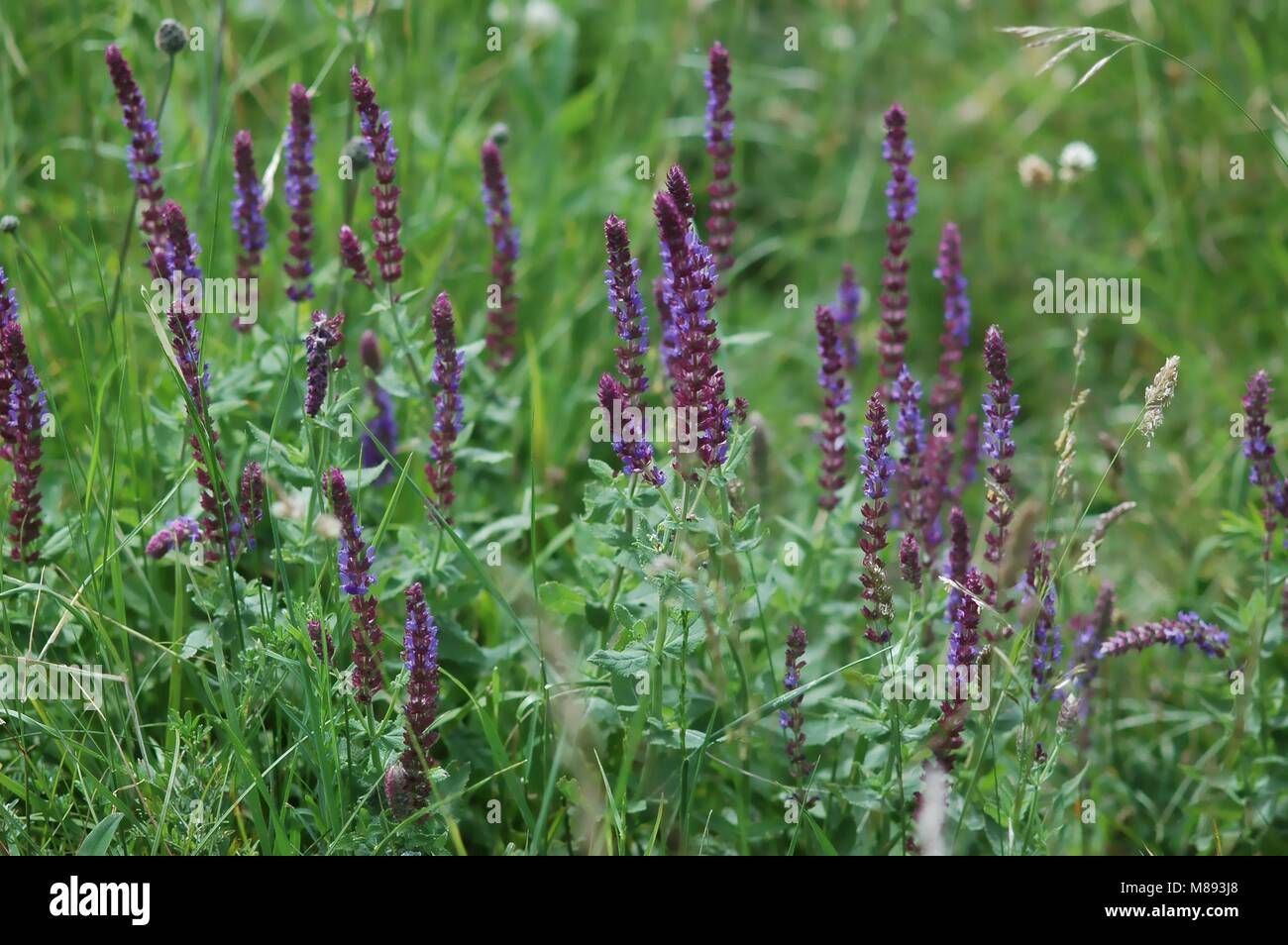 Purple sage plant hi-res stock photography and images - Alamy