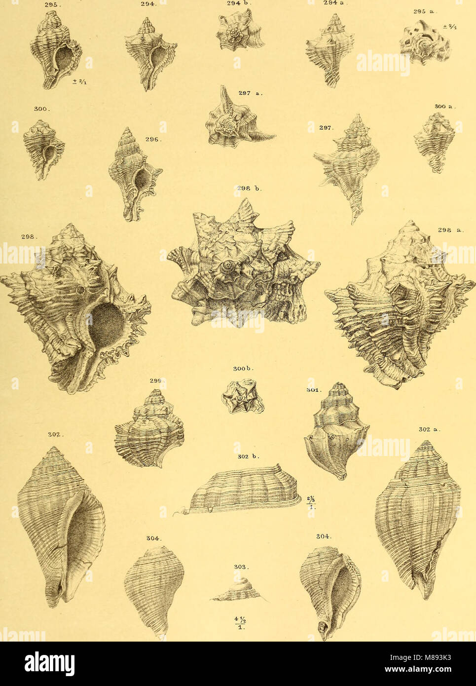 'Die Fossilien von Java' (1891) is a collection of fossil findings from ...