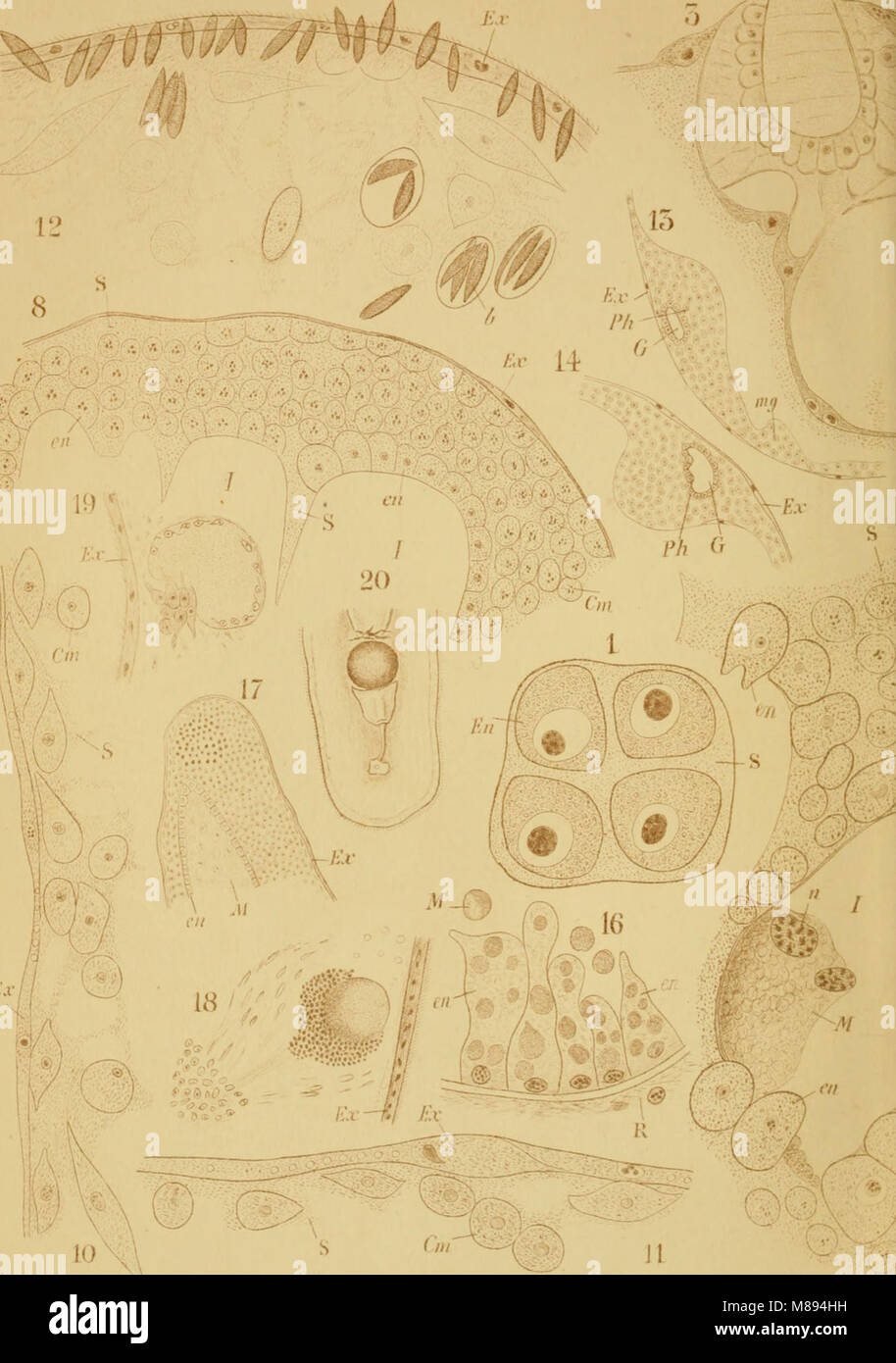 An 1887 study on the embryology of Dendrocles, a genus of freshwater ...