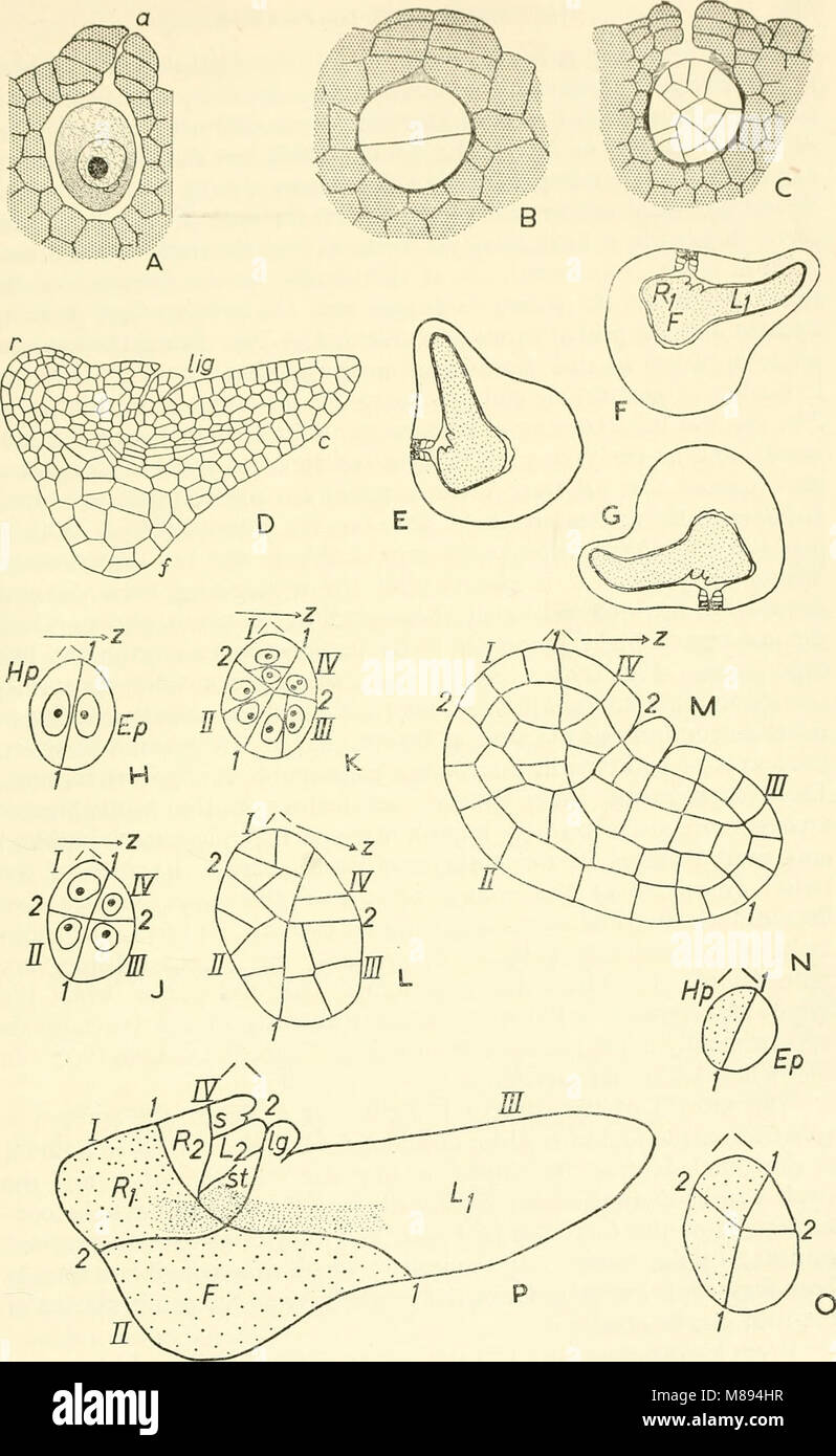 *Embryogenesis in Plants* (1955) studies the process of plant embryo ...