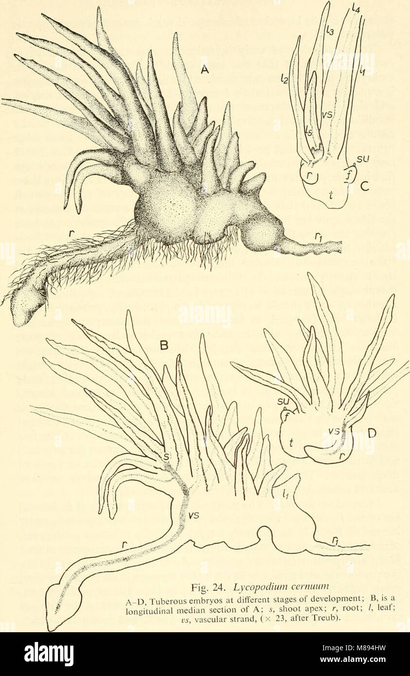 Embryogenesis in Plants, published in 1955, explores the development of ...