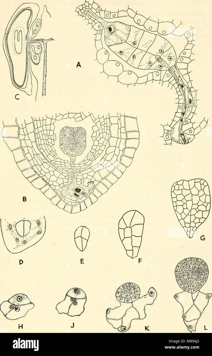 *Embryogenesis in Plants* (1955) explores the process of plant development from fertilization to ...