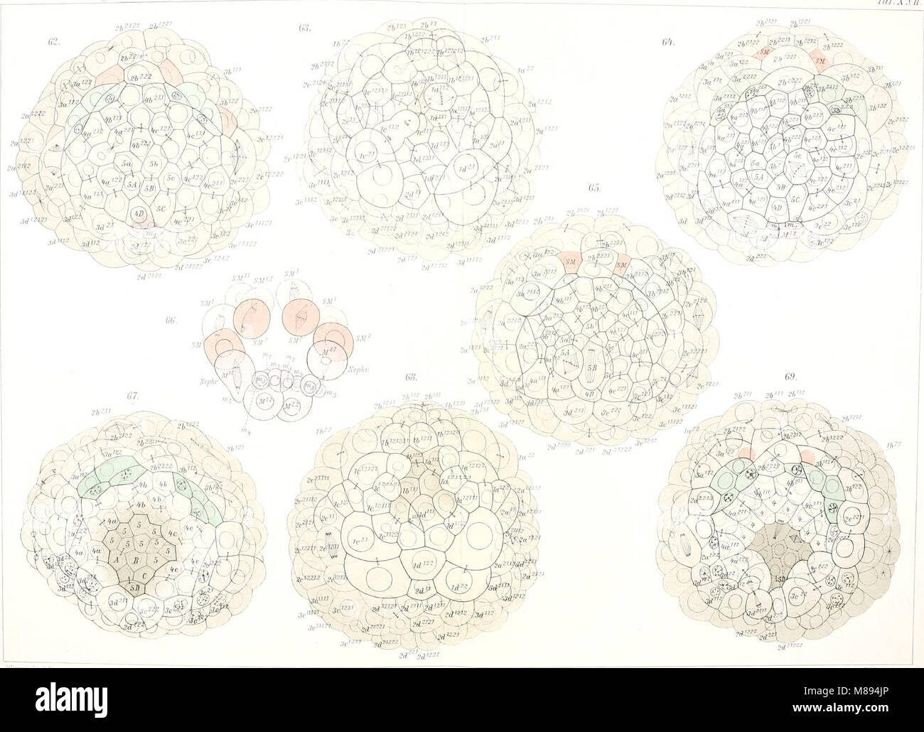 Physa High Resolution Stock Photography and Images - Alamy