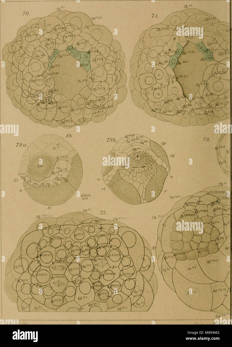 Physa snail hi-res stock photography and images - Alamy