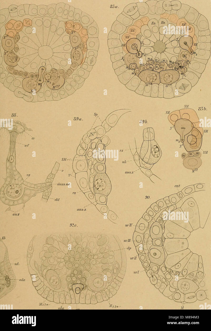 This 1905 text discusses the embryology of Physa fontinalis, a species ...