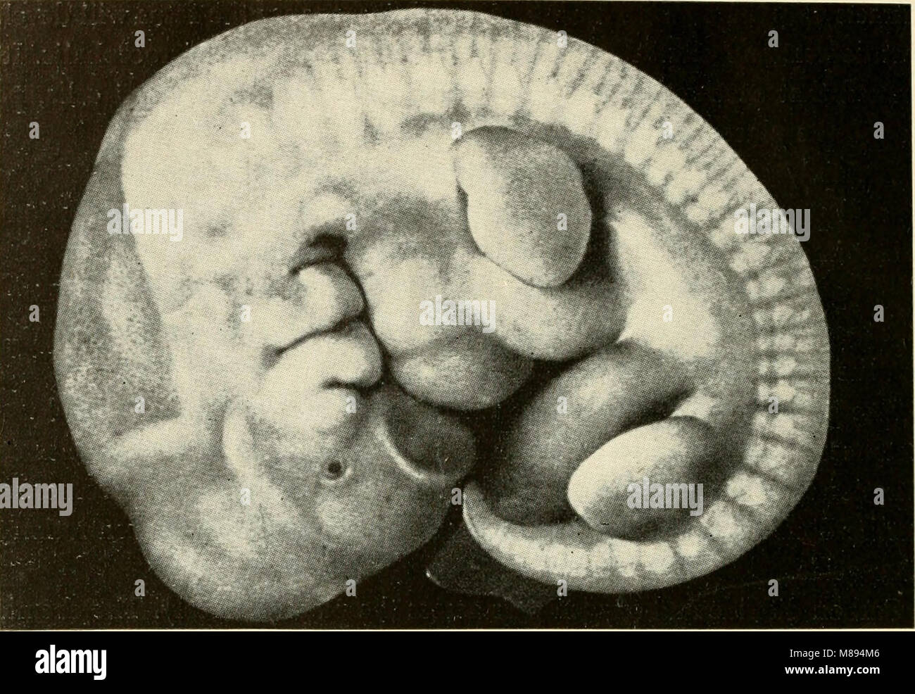 This 1949 textbook on embryology provides a comprehensive overview of ...