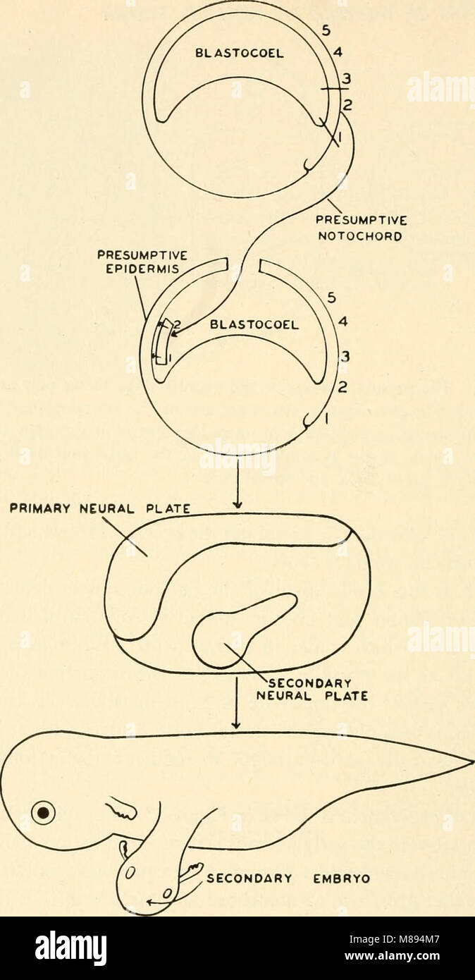 'Embryology' (1949) provides in-depth information on the development ...
