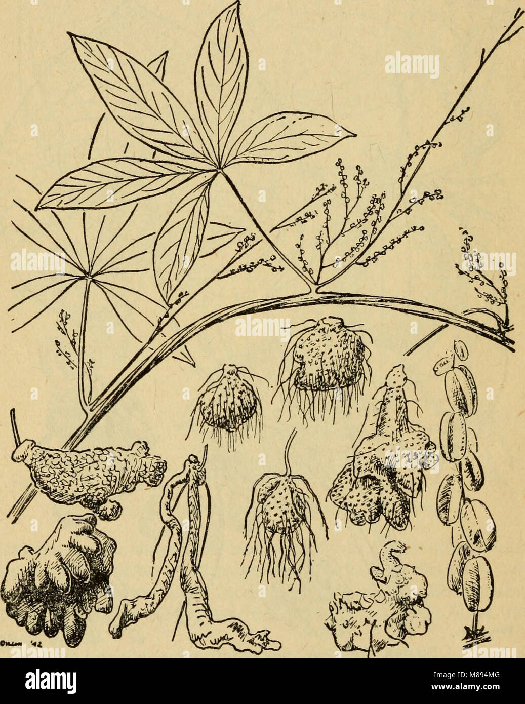 Emergency food plants and poisonous plants of the islands of the ...