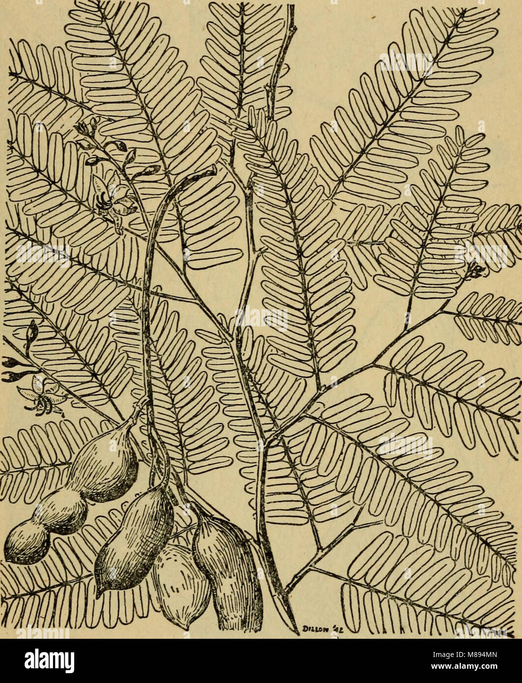 This guide identifies emergency food plants and poisonous plants found ...