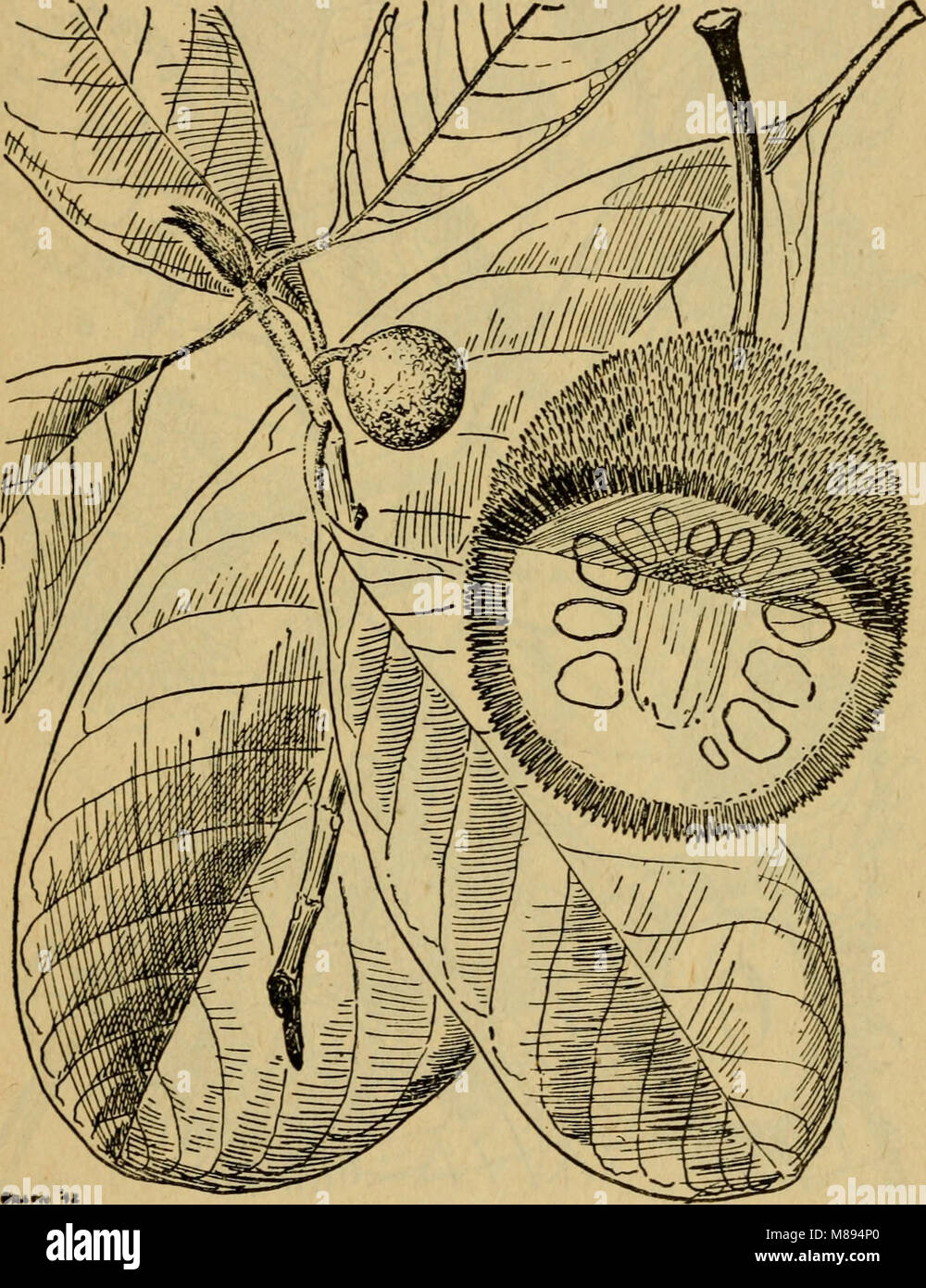 Emergency food plants and poisonous plants of the islands of the ...