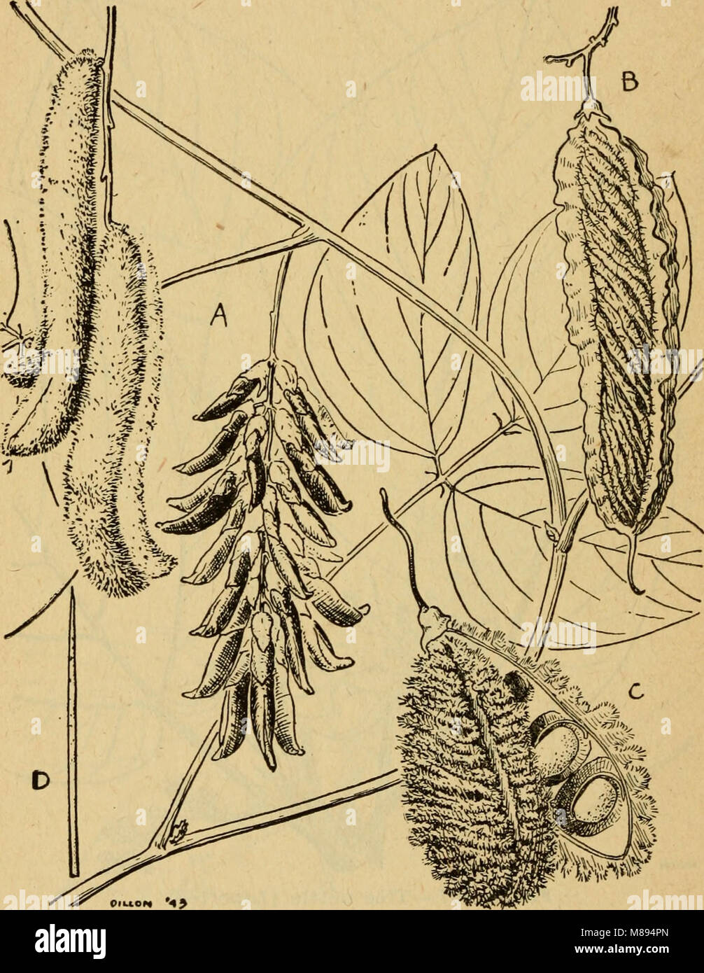 This 1943 study identifies emergency food plants and poisonous plants ...