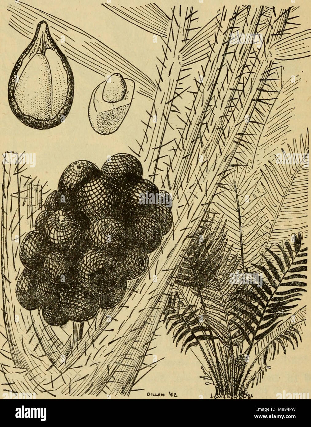 This 1943 guide highlights emergency food plants and poisonous plants ...