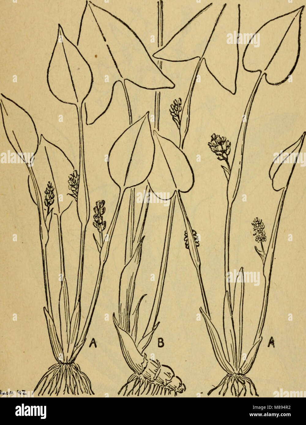 Emergency food plants and poisonous plants of the islands of the ...