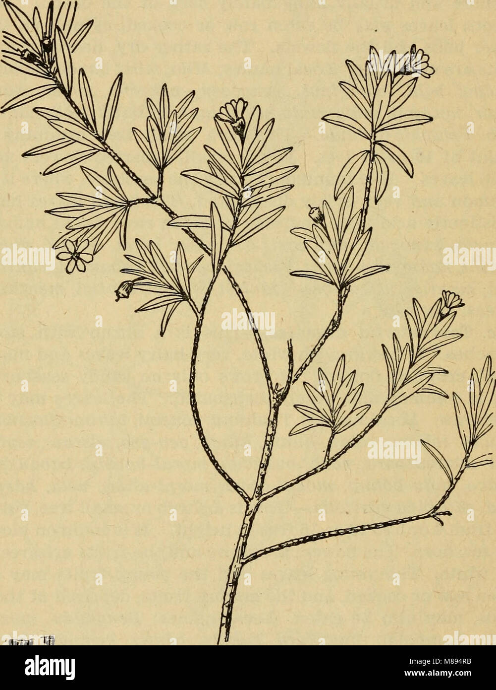 This 1943 publication focuses on emergency food plants and poisonous ...