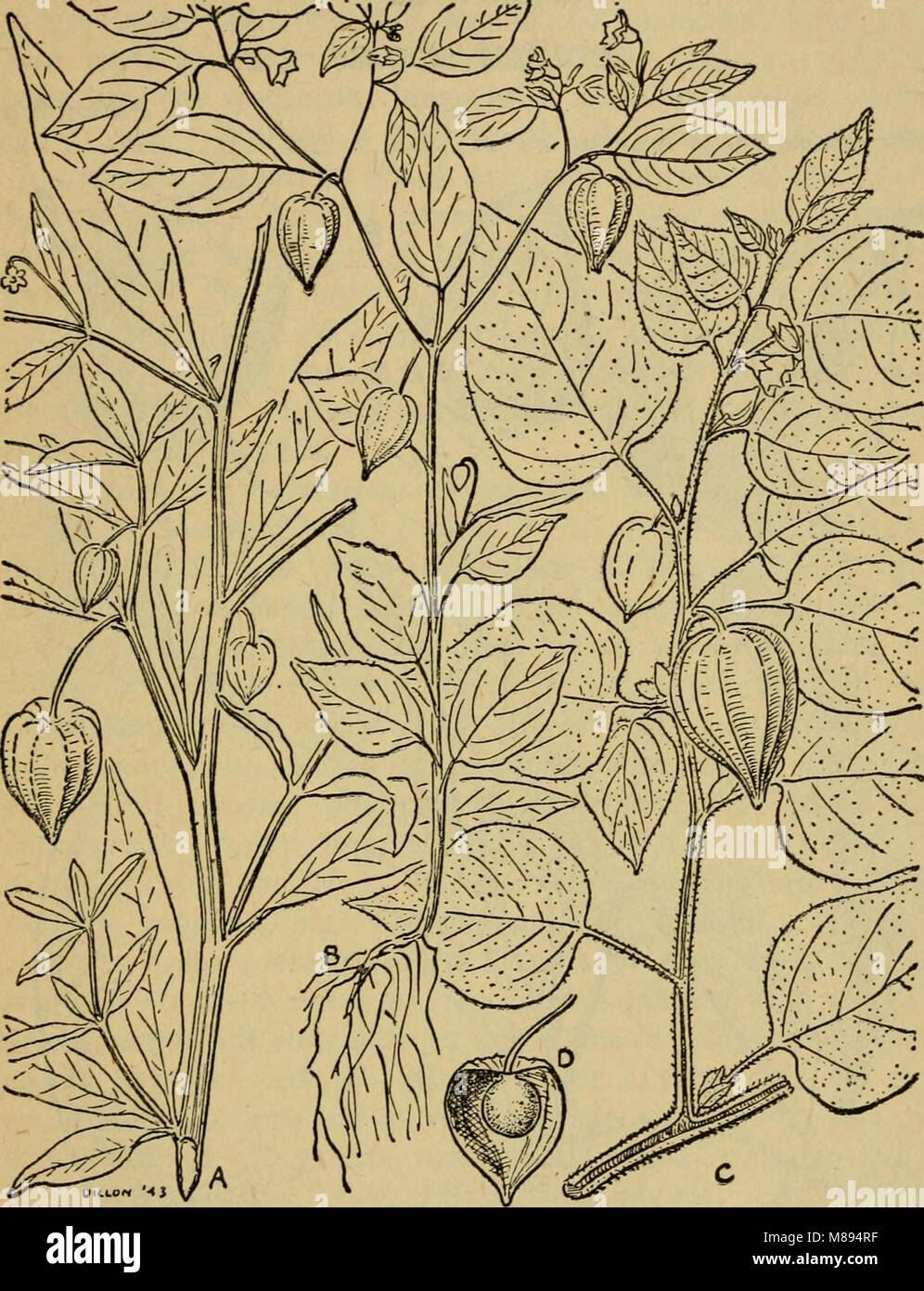 Emergency food plants and poisonous plants of the islands of the ...