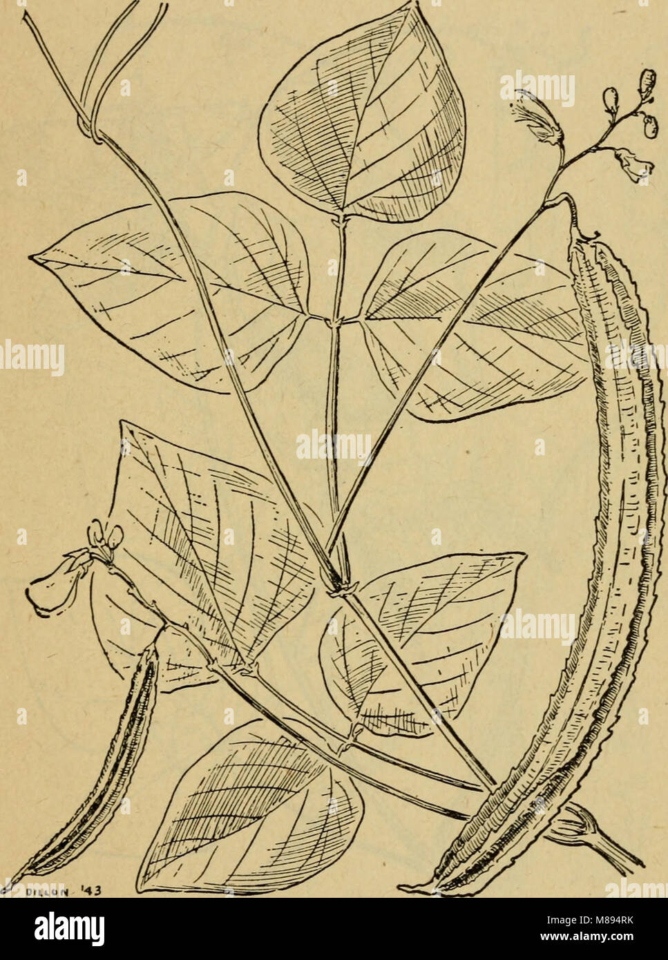 This 1943 guide discusses emergency food plants and poisonous plants ...