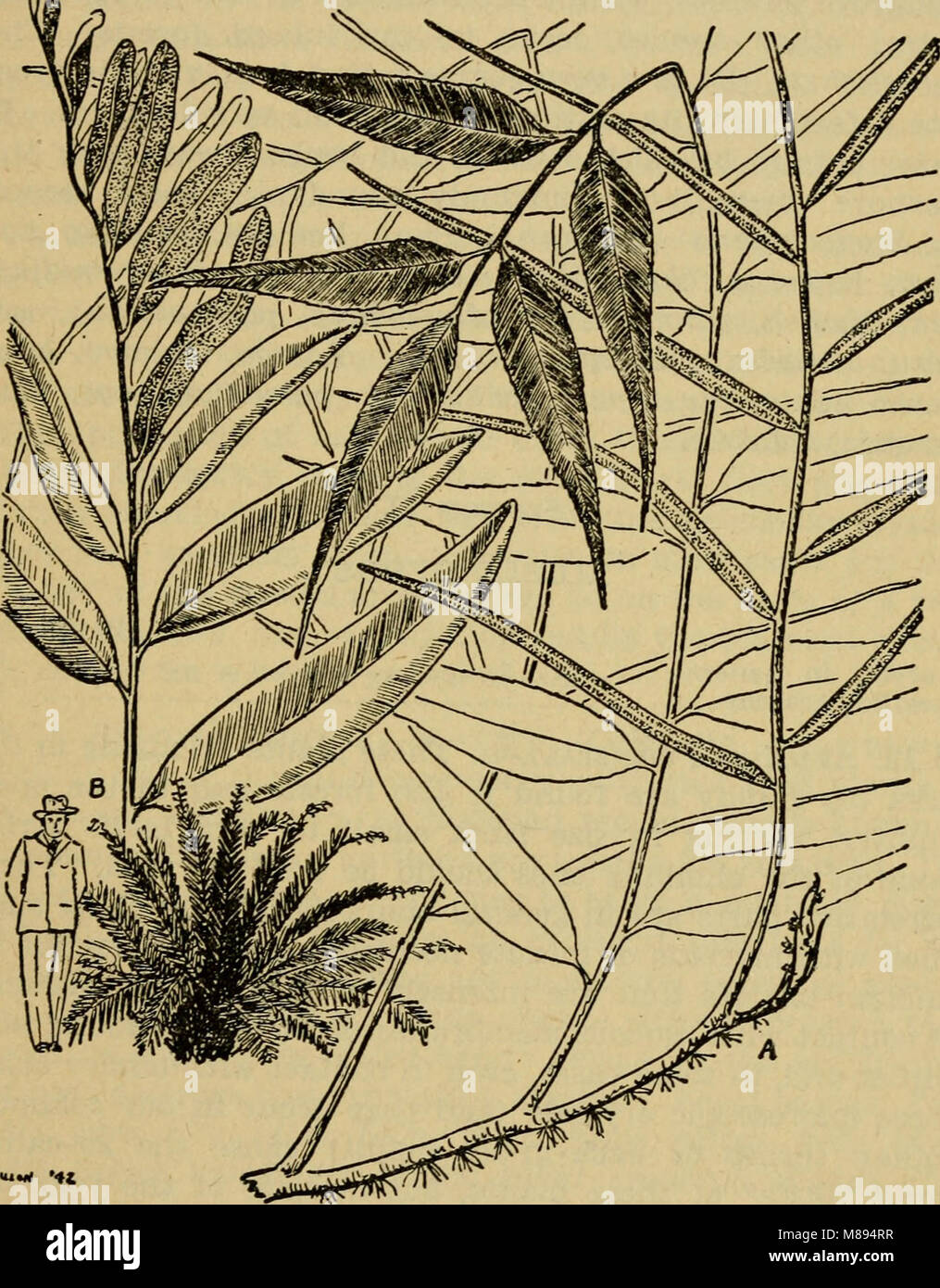 Emergency food plants and poisonous plants of the islands of the ...