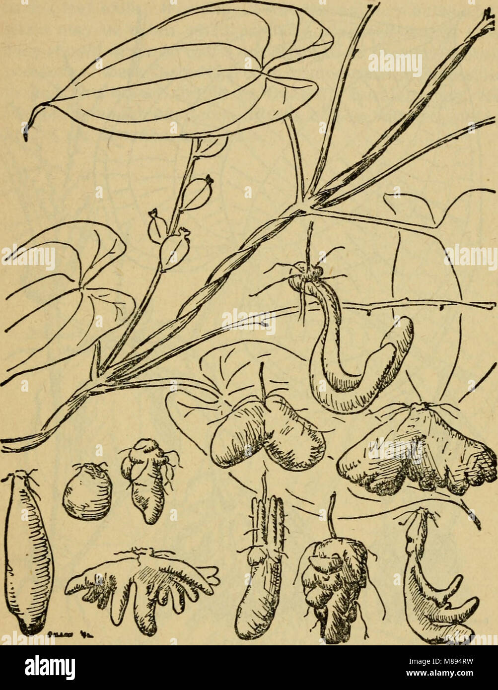 Emergency food plants and poisonous plants of the islands of the ...