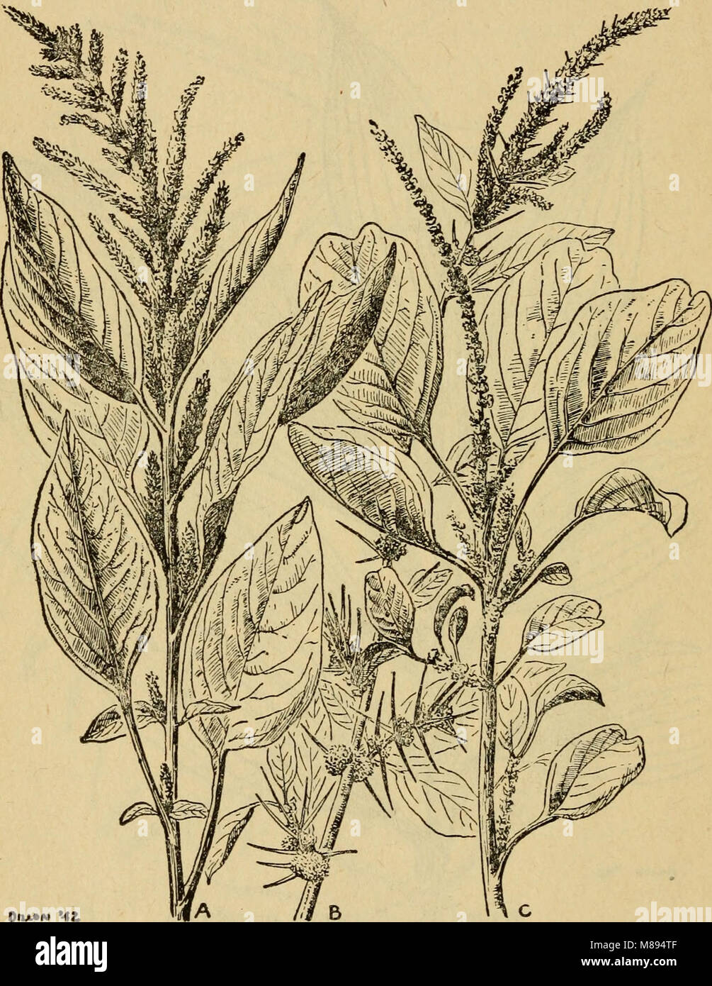 This study identifies emergency food plants and poisonous plants found ...