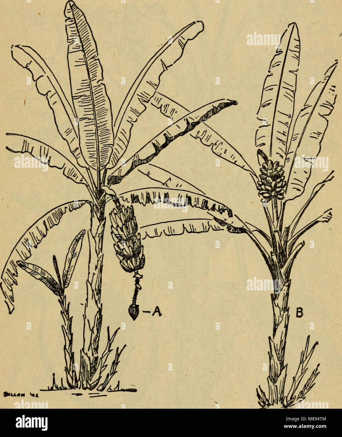 This 1943 study explores the emergency food plants and poisonous plants ...