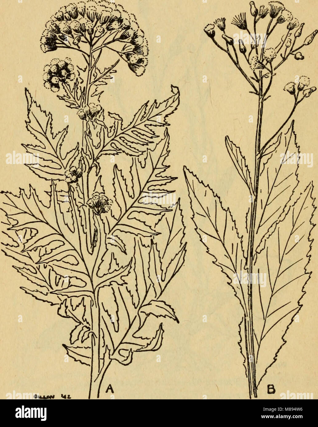 This 1943 guide provides information about edible emergency food plants ...