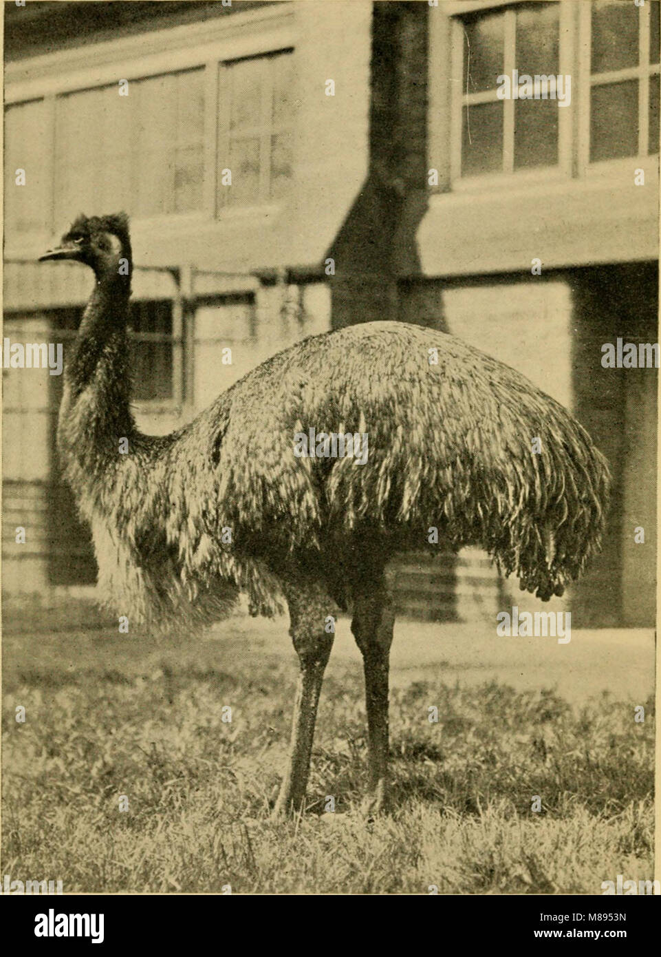 Emu (Dromaeus novae hollandiae Stock Photo - Alamy
